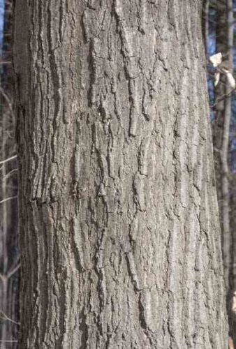 Sugar Maple vs. Red Maple Trees – Mother Earth News